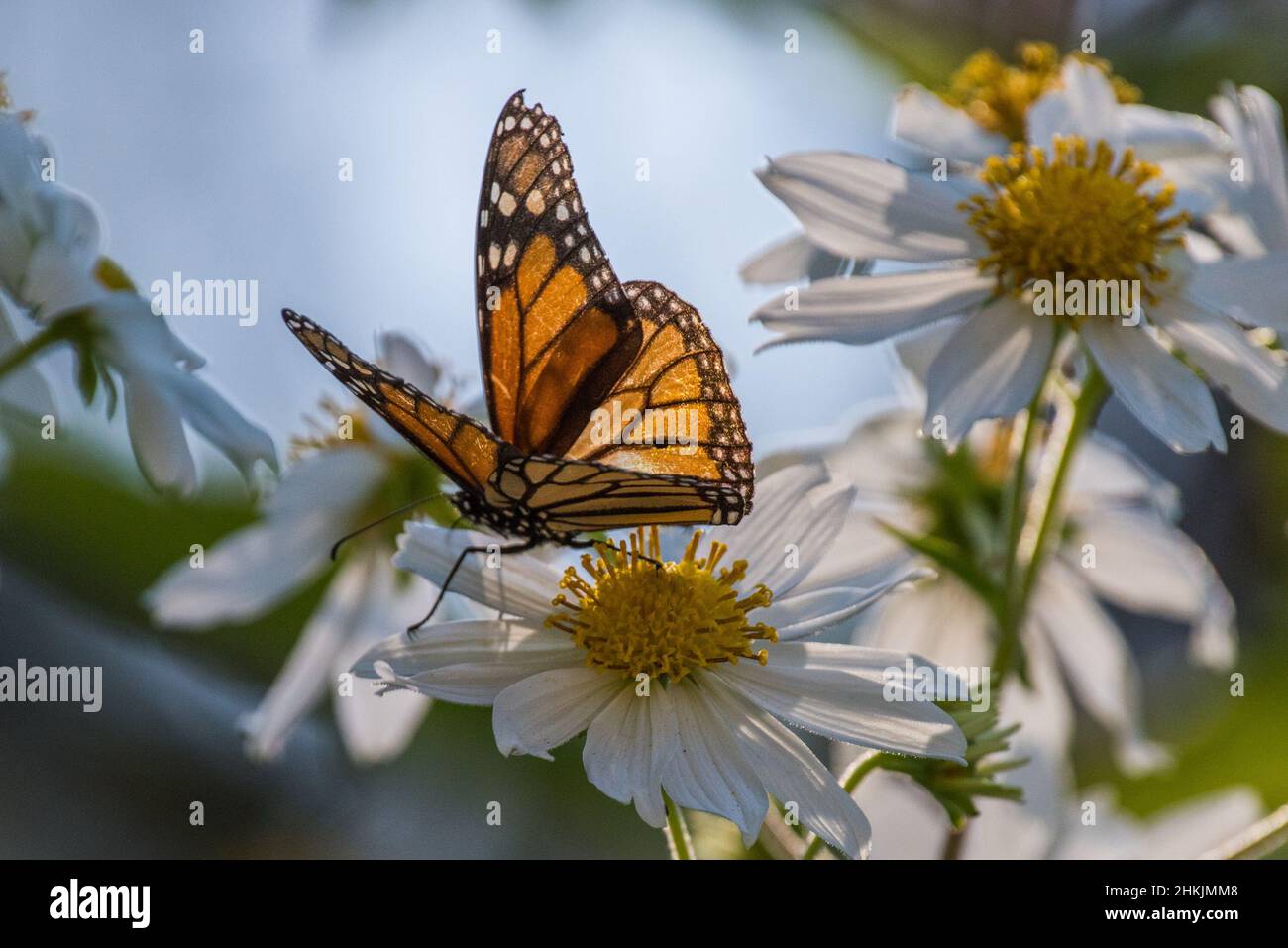 Pacific Grove Monarch Butterfly Sanctuary Stock Photo - Alamy