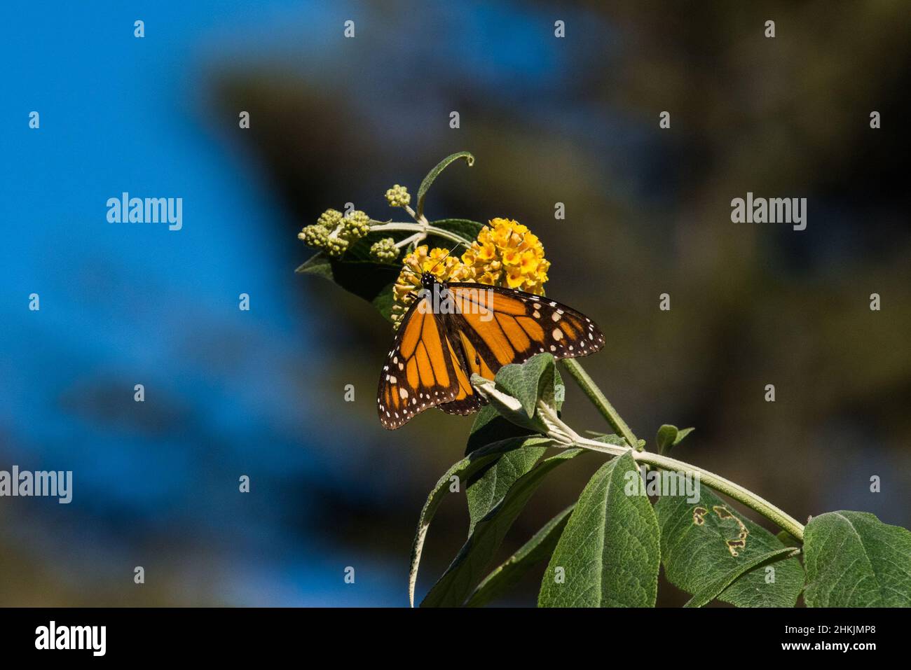 Monarch butterfly sanctuary monterey hi-res stock photography and ...