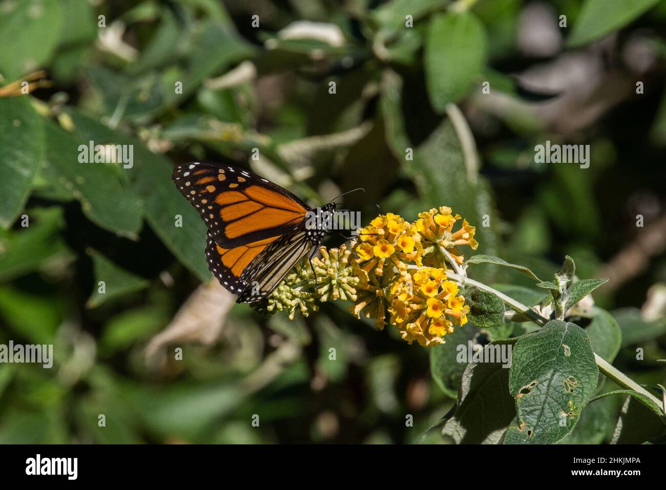 Pacific Grove Monarch Butterfly Sanctuary Stock Photo - Alamy