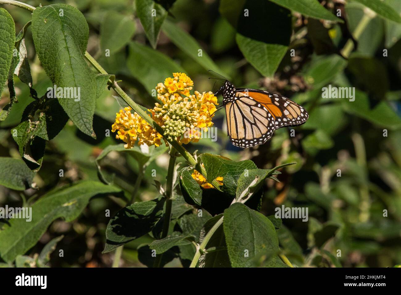 Pacific Grove Monarch Butterfly Sanctuary Stock Photo - Alamy