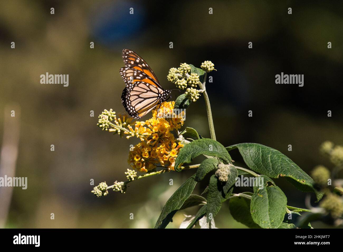 Pacific Grove Monarch Butterfly Sanctuary Stock Photo - Alamy