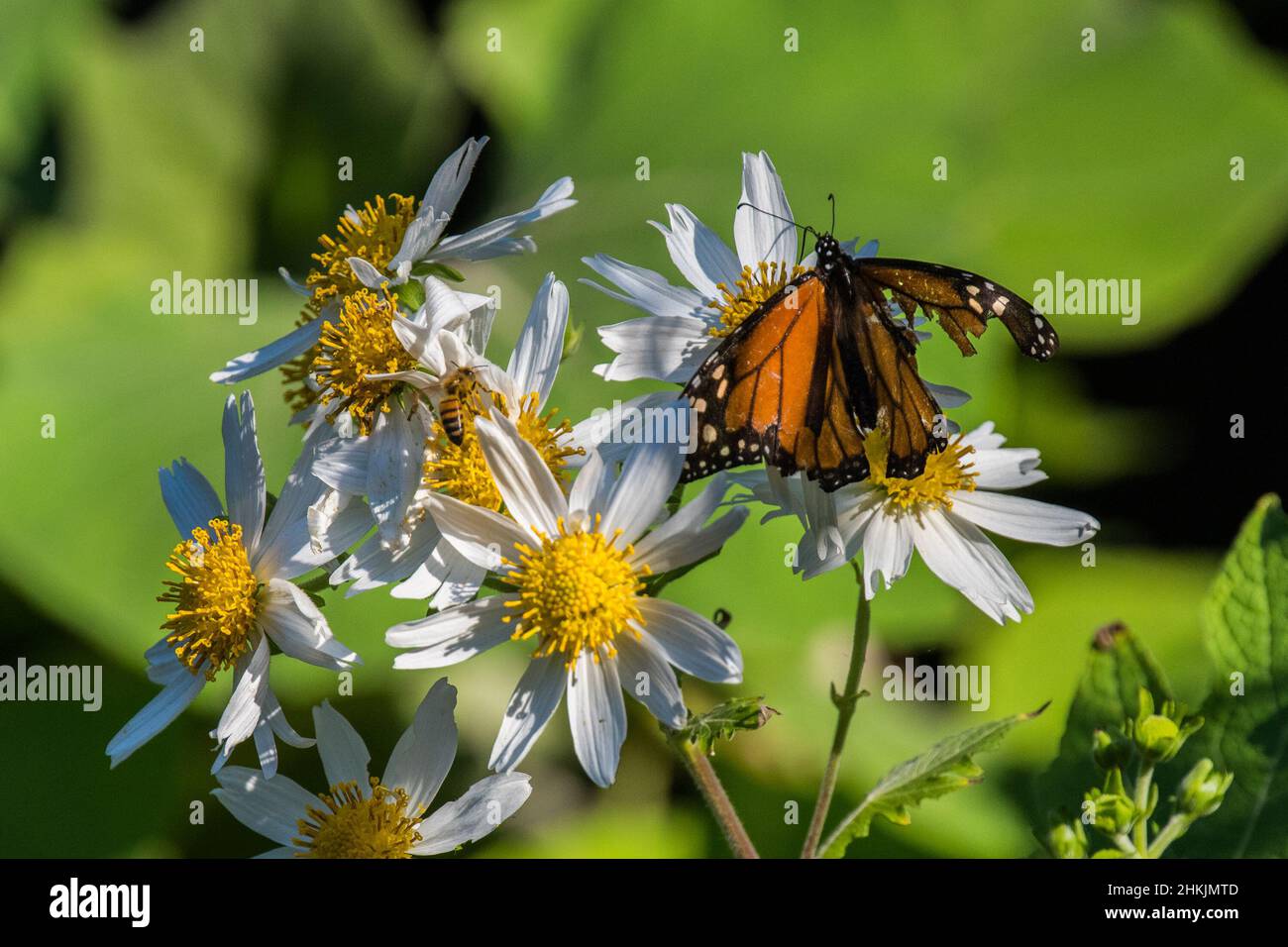 Pacific Grove Monarch Butterfly Sanctuary Stock Photo - Alamy