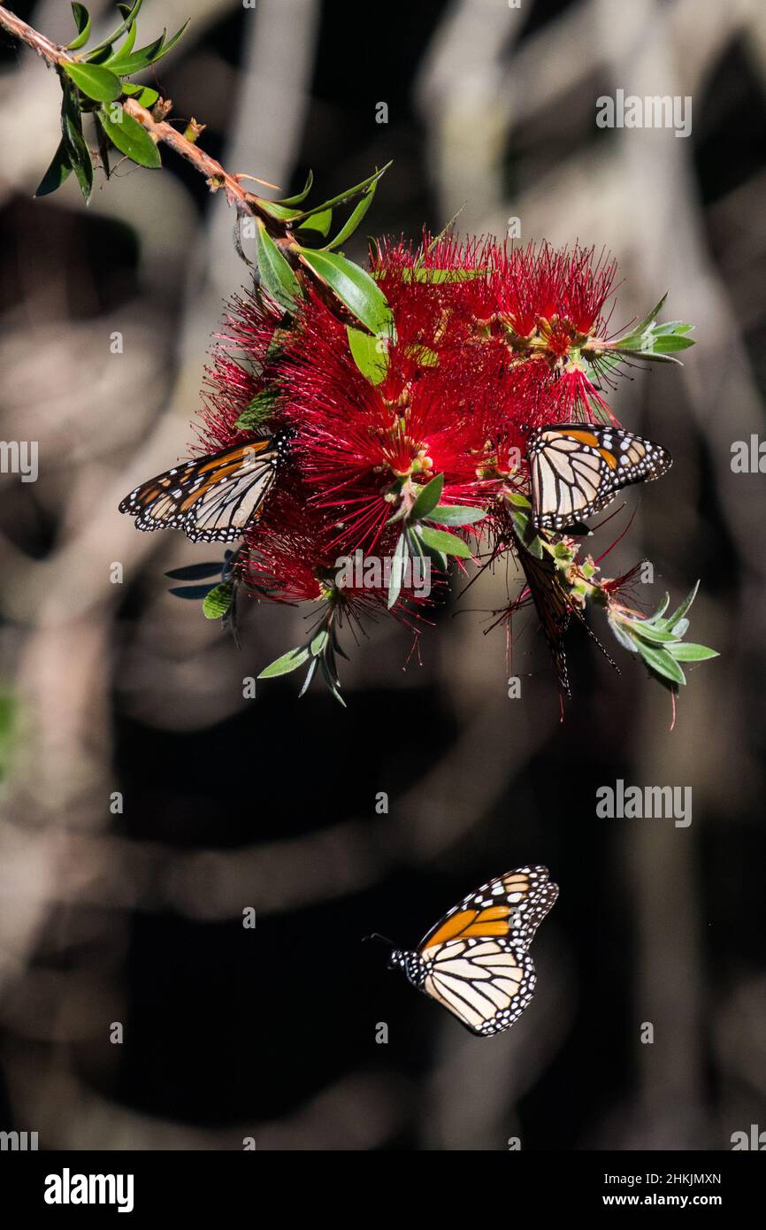 Monarch sanctuary pacific hi-res stock photography and images - Alamy