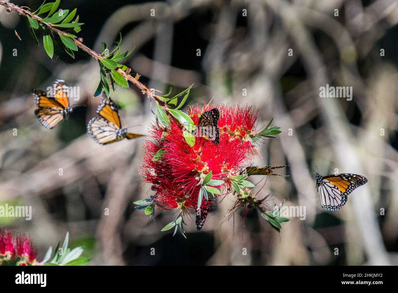 Pacific Grove Monarch Butterfly Sanctuary Stock Photo - Alamy