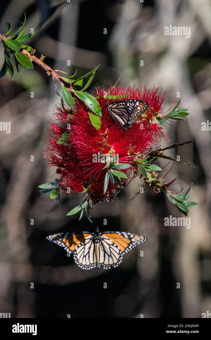 Pacific Grove Monarch Butterfly Sanctuary Stock Photo - Alamy