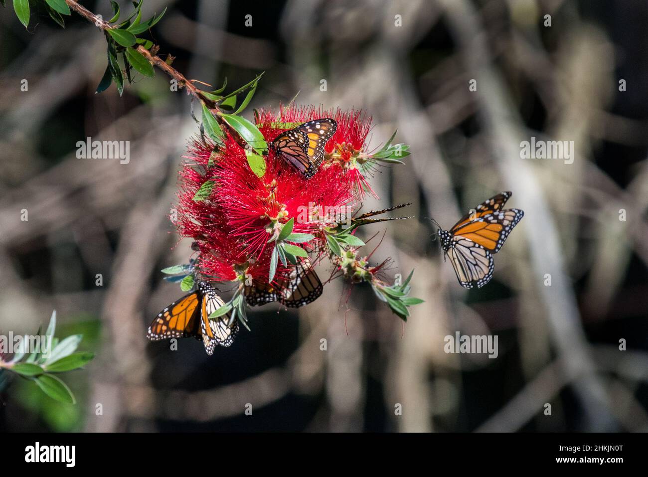 Pacific Grove Monarch Butterfly Sanctuary Stock Photo - Alamy