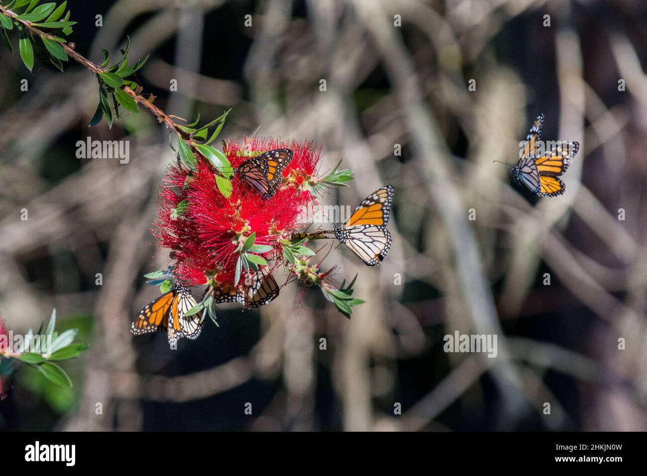 Pacific Grove Monarch Butterfly Sanctuary Stock Photo - Alamy