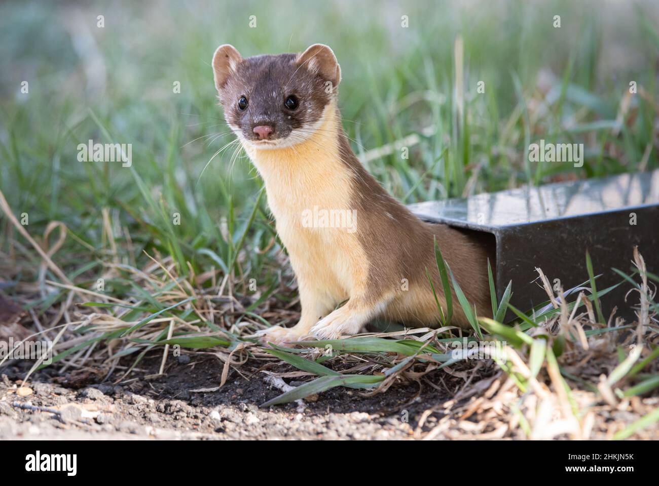 Long tailed weasel in the wild Stock Photo - Alamy