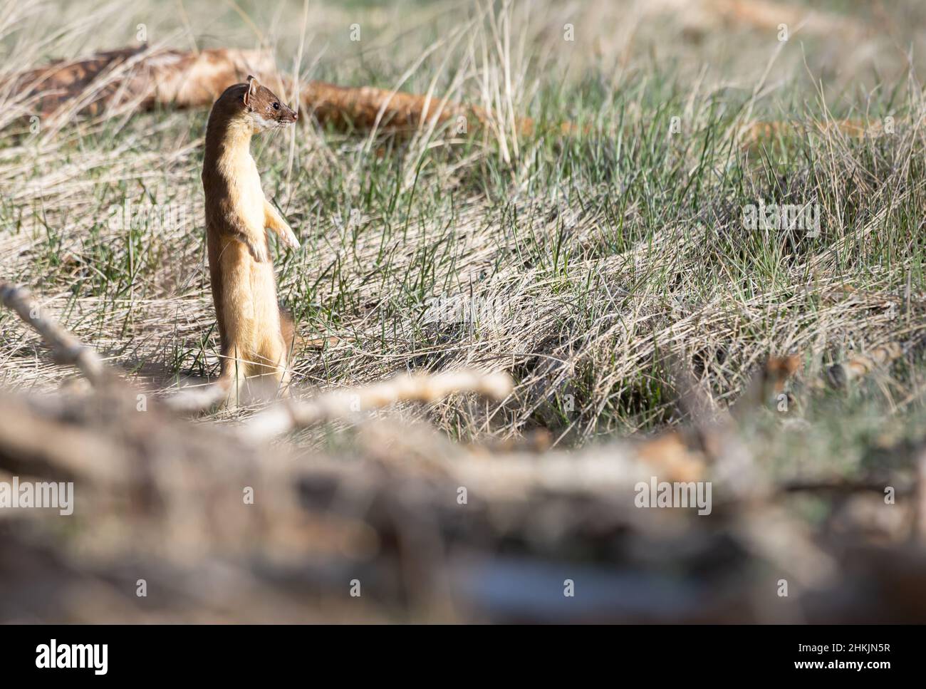 Long tailed weasel in hi-res stock photography and images - Alamy
