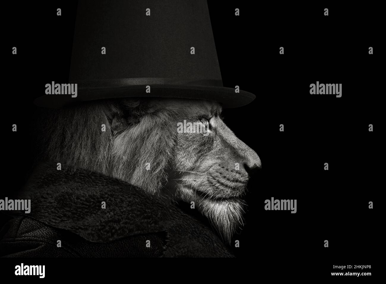 Man in the form of a Lion , The lion person , animal face isolated ...