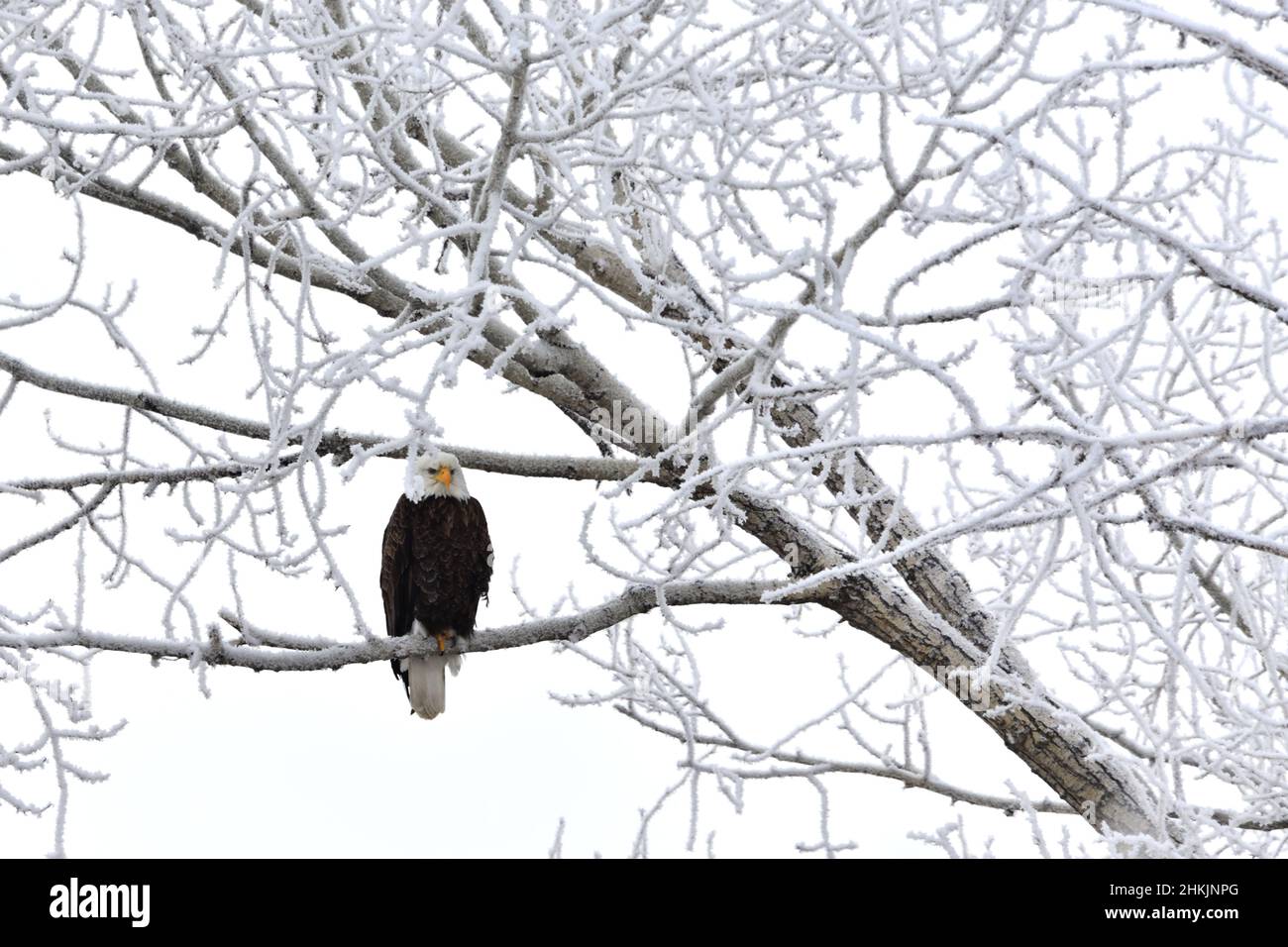 Eagle in tree hi-res stock photography and images - Alamy