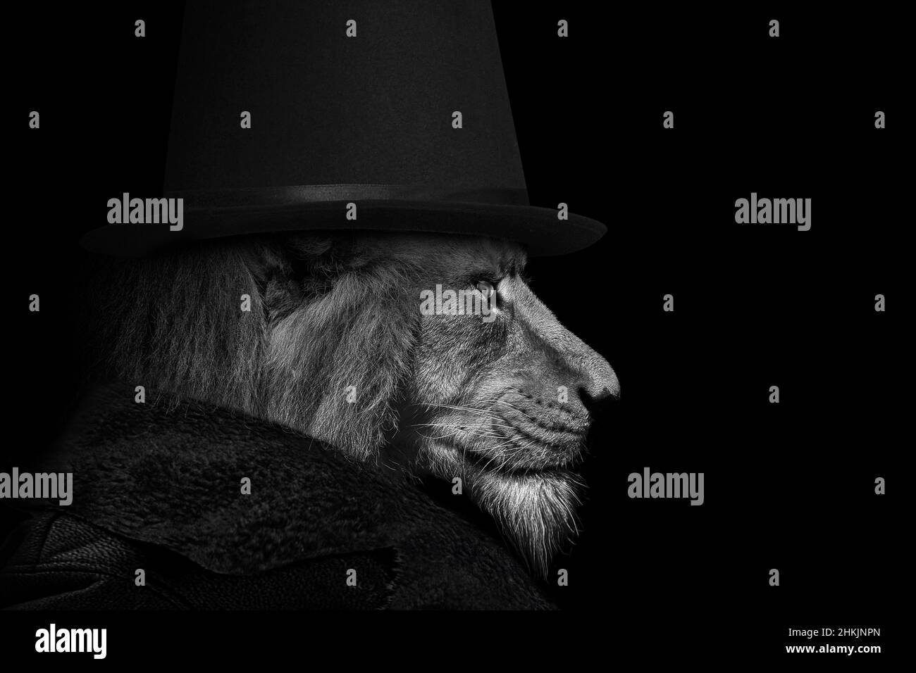 Man in the form of a Lion , The lion person , animal face isolated ...