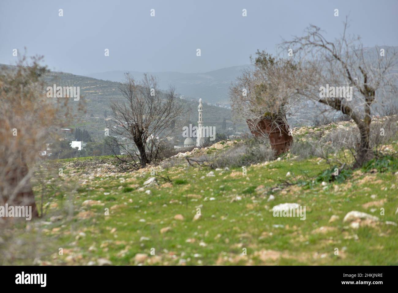 Burned Olive trees on Burin lands which were set on fire by Jewish ...