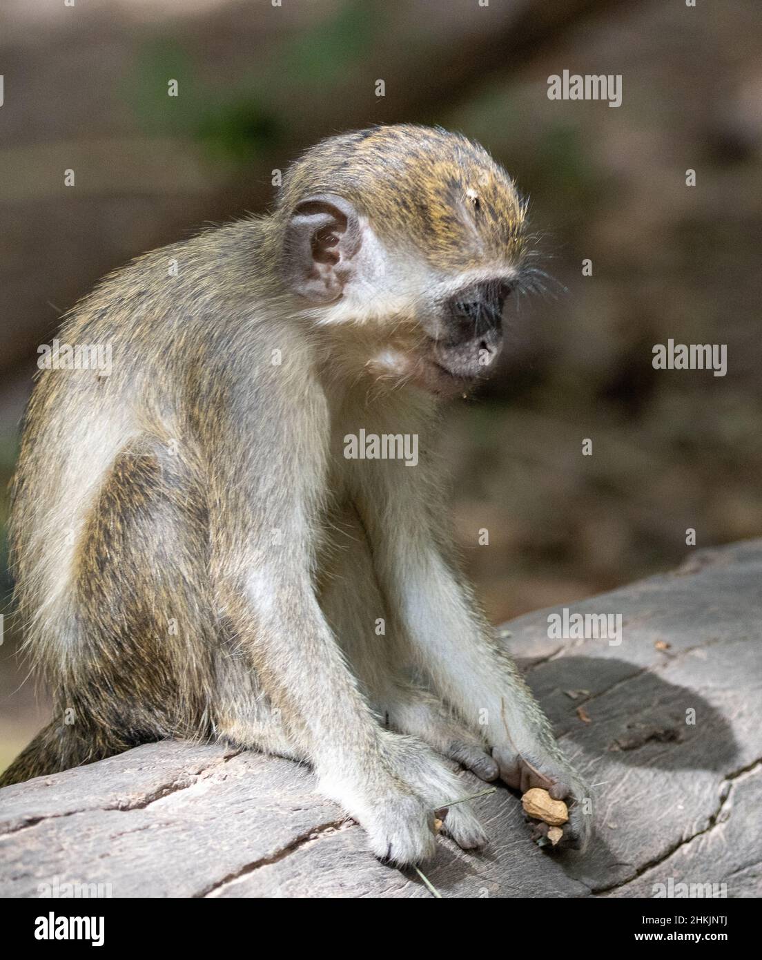 Sad baby monkey hi-res stock photography and images - Alamy