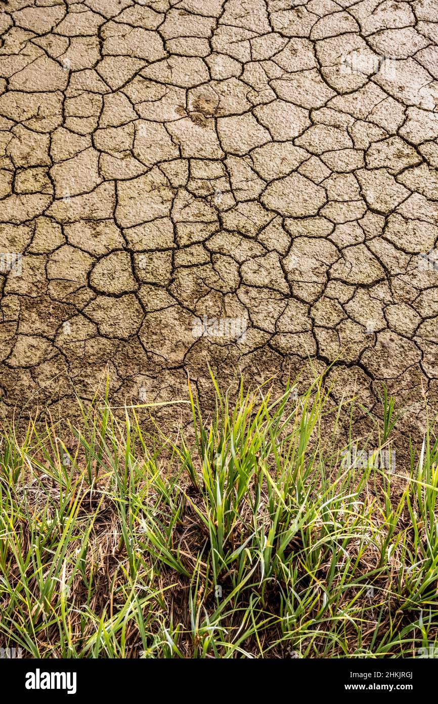 Grass On The Edge of Dry Mud Pit in Yellowstone National Park after the ...