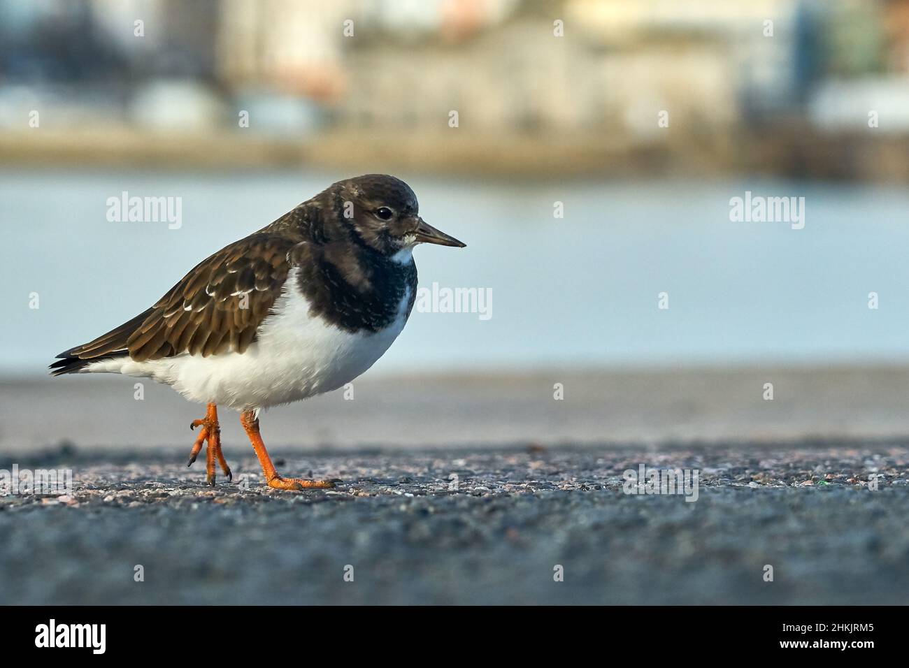Black turnstone hi-res stock photography and images - Alamy