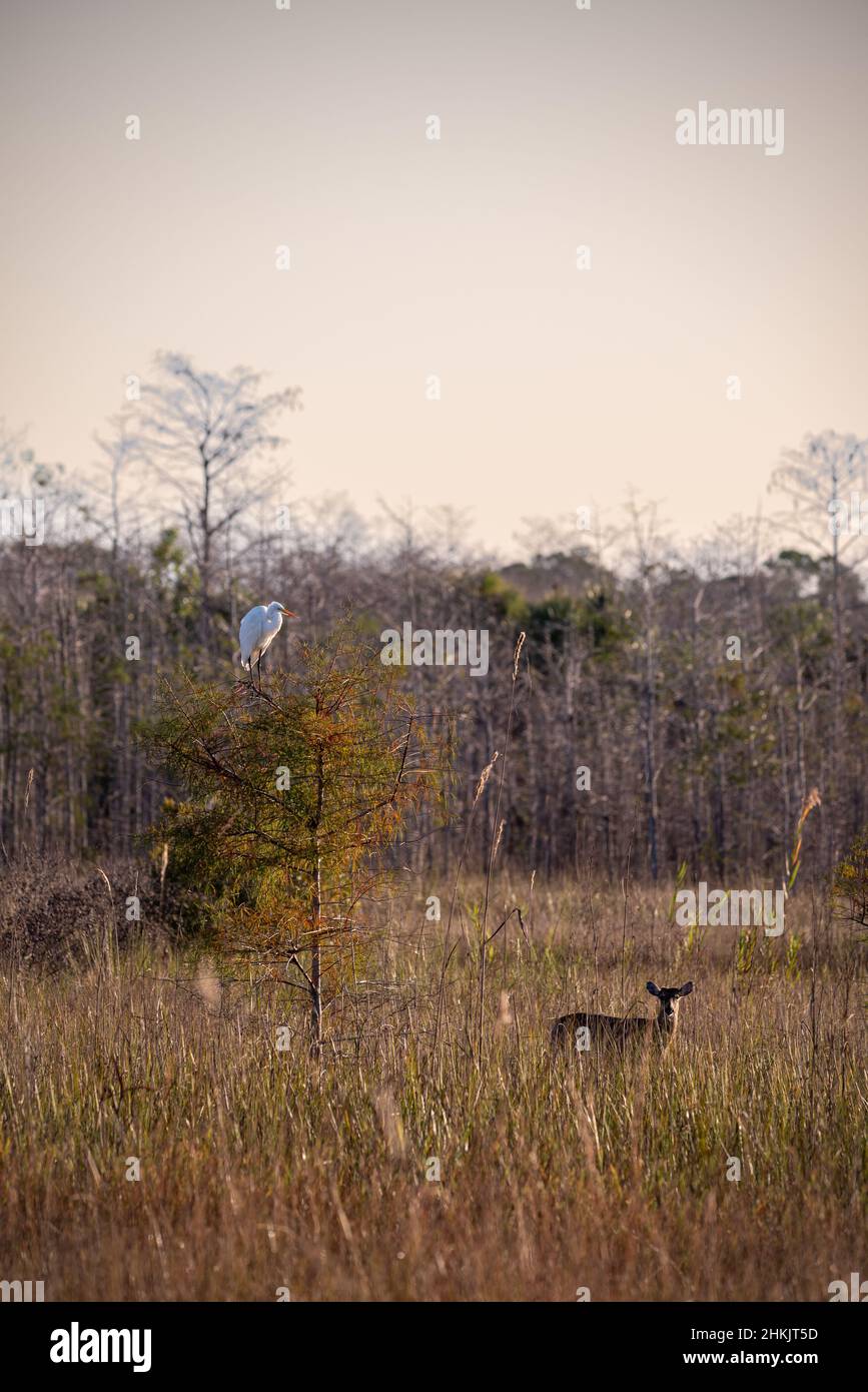 Everglades Deer and Great Egret Stock Photo - Alamy