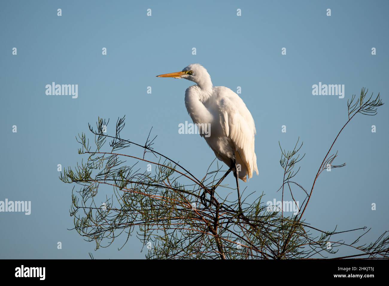 Egret on tree hi-res stock photography and images - Alamy