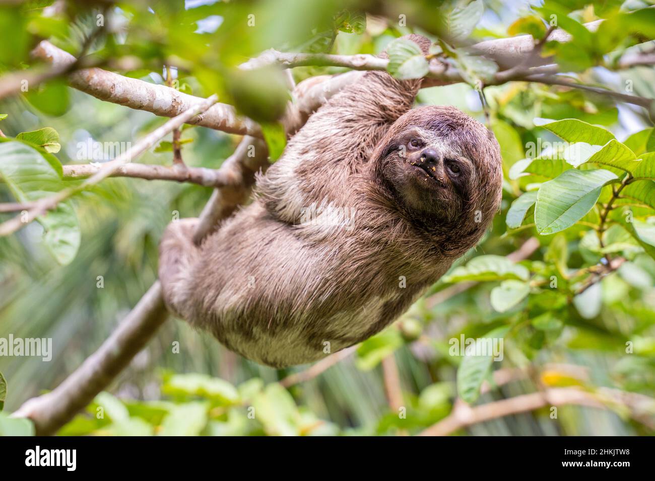 Baby sloth in the Amazon. At the Community November 3, The Village (La ...