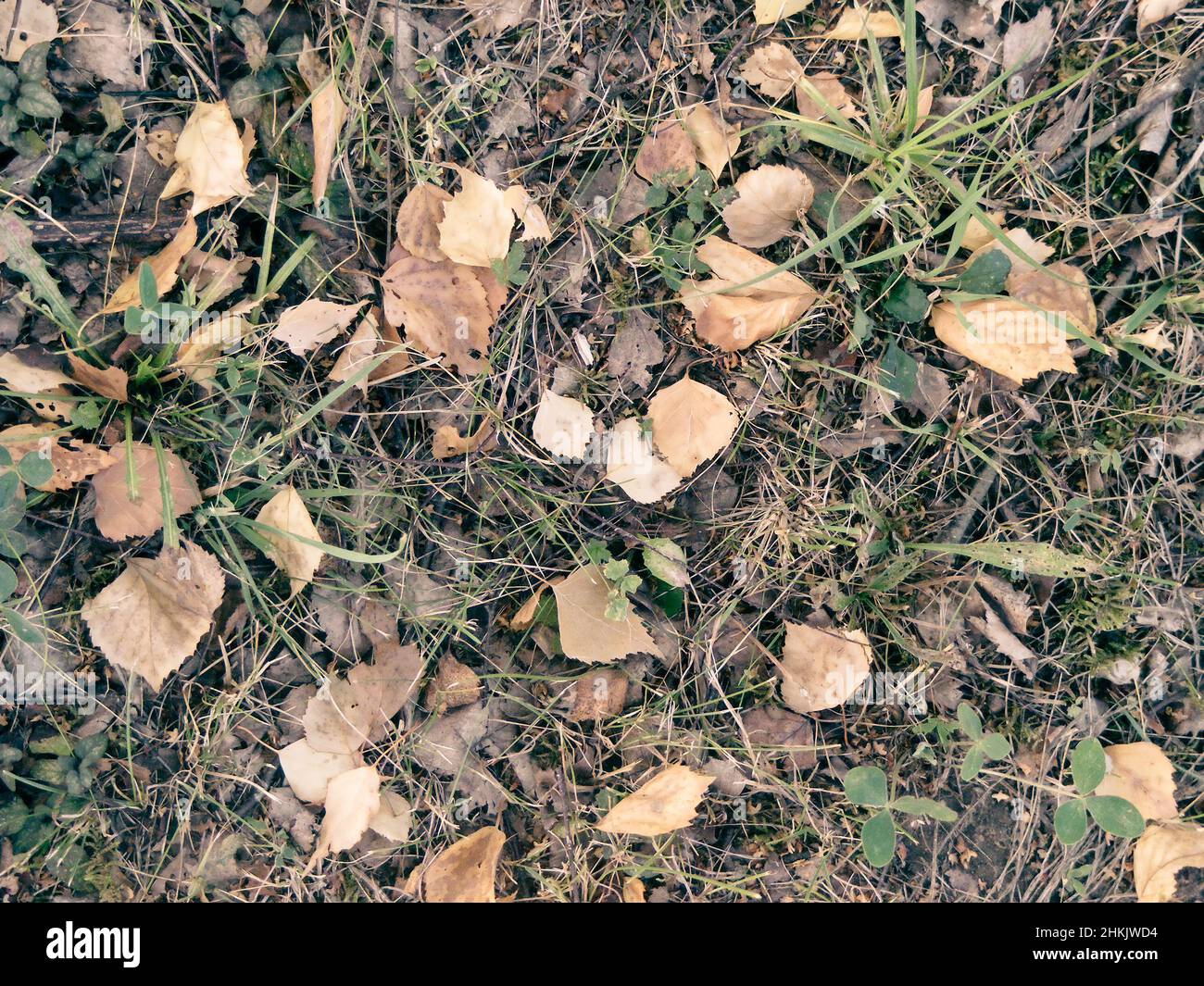 A top view to the ground with fallen dry leaves and some rare grass ...