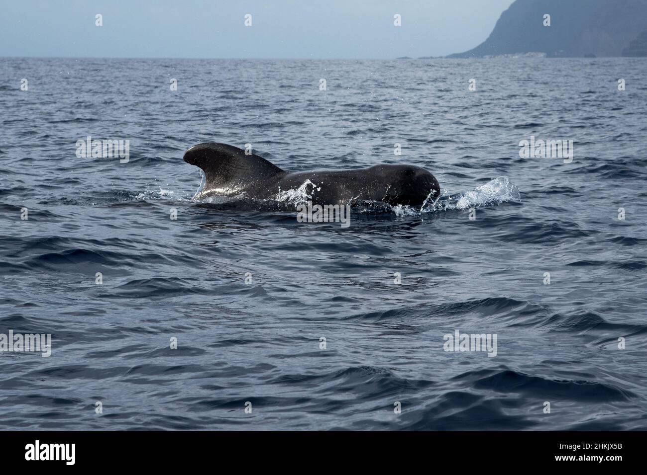 short-finned pilot whale swimming off the south coast of La Gomera in ...