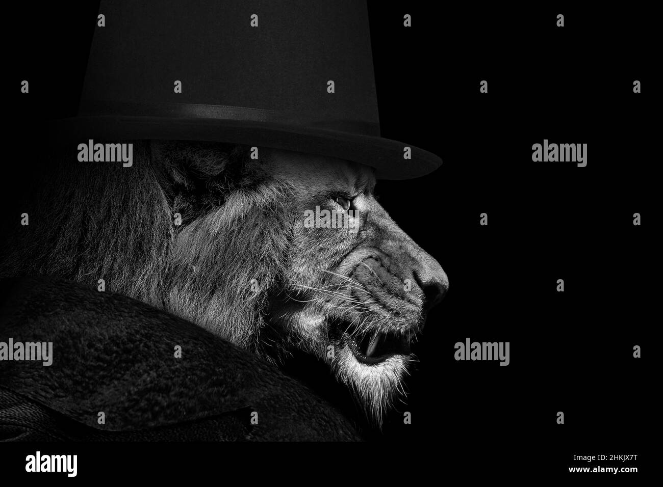 Man in the form of a Lion , The lion person , animal face isolated ...