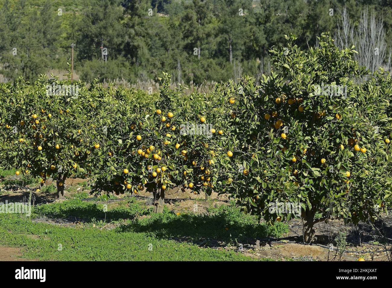 Growing Citrus Trees In South Africa at Abbey Wales blog