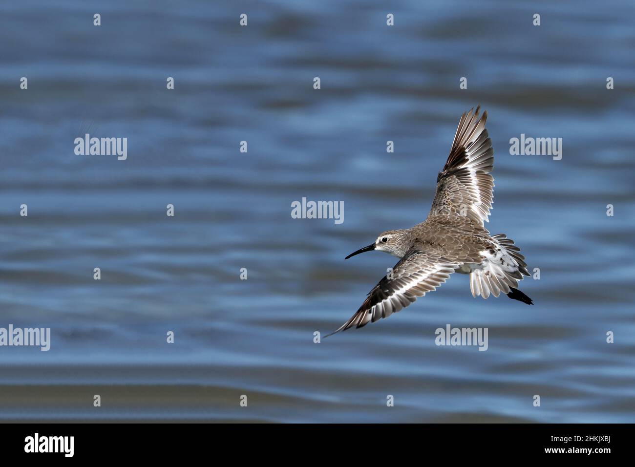 Basic hi-res stock photography and images - Alamy