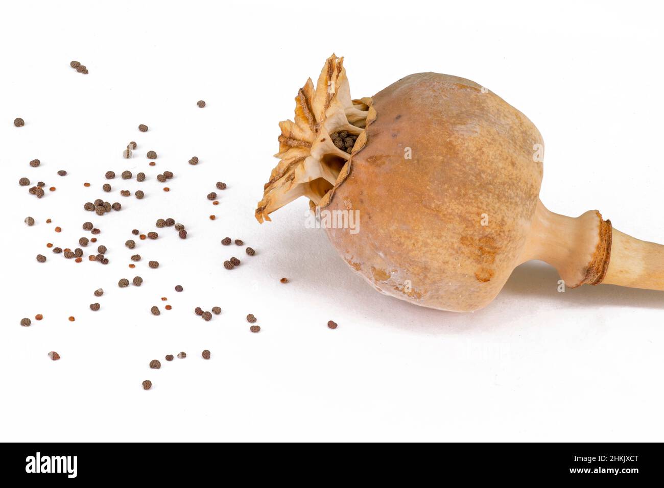 opium poppy, breadseed poppy (Papaver somniferum), capsule with seeds ...