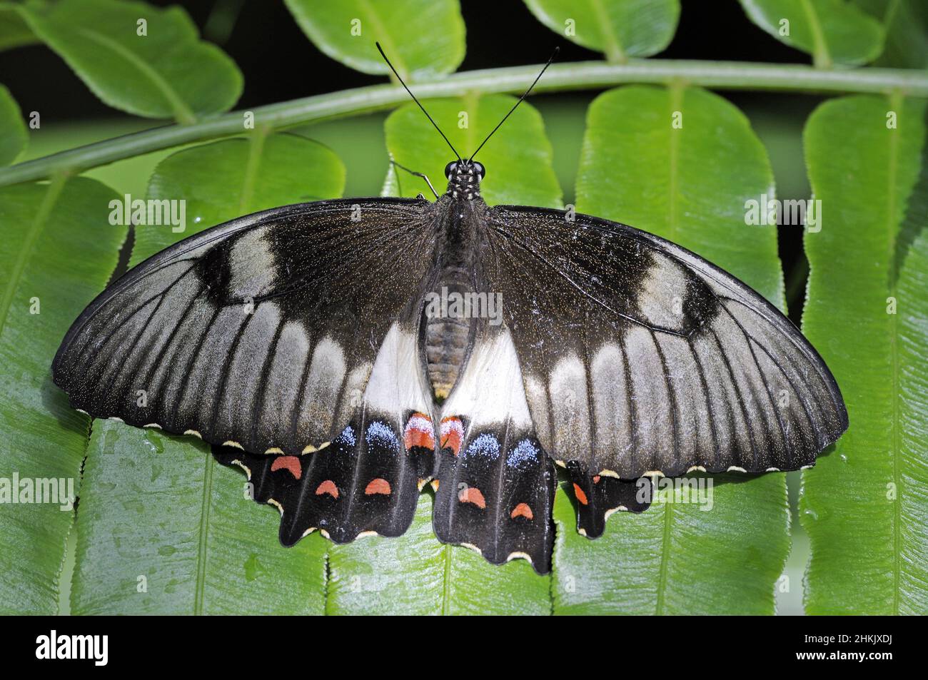 Orchard Swallowtail (Papilio aegeus), sitting on a leaf, view from ...