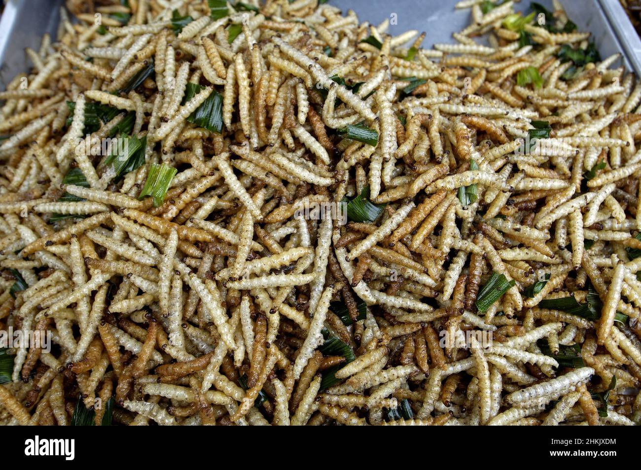 fried caterpillars at Chatuchak market, Thailand, Bangkok Stock Photo ...