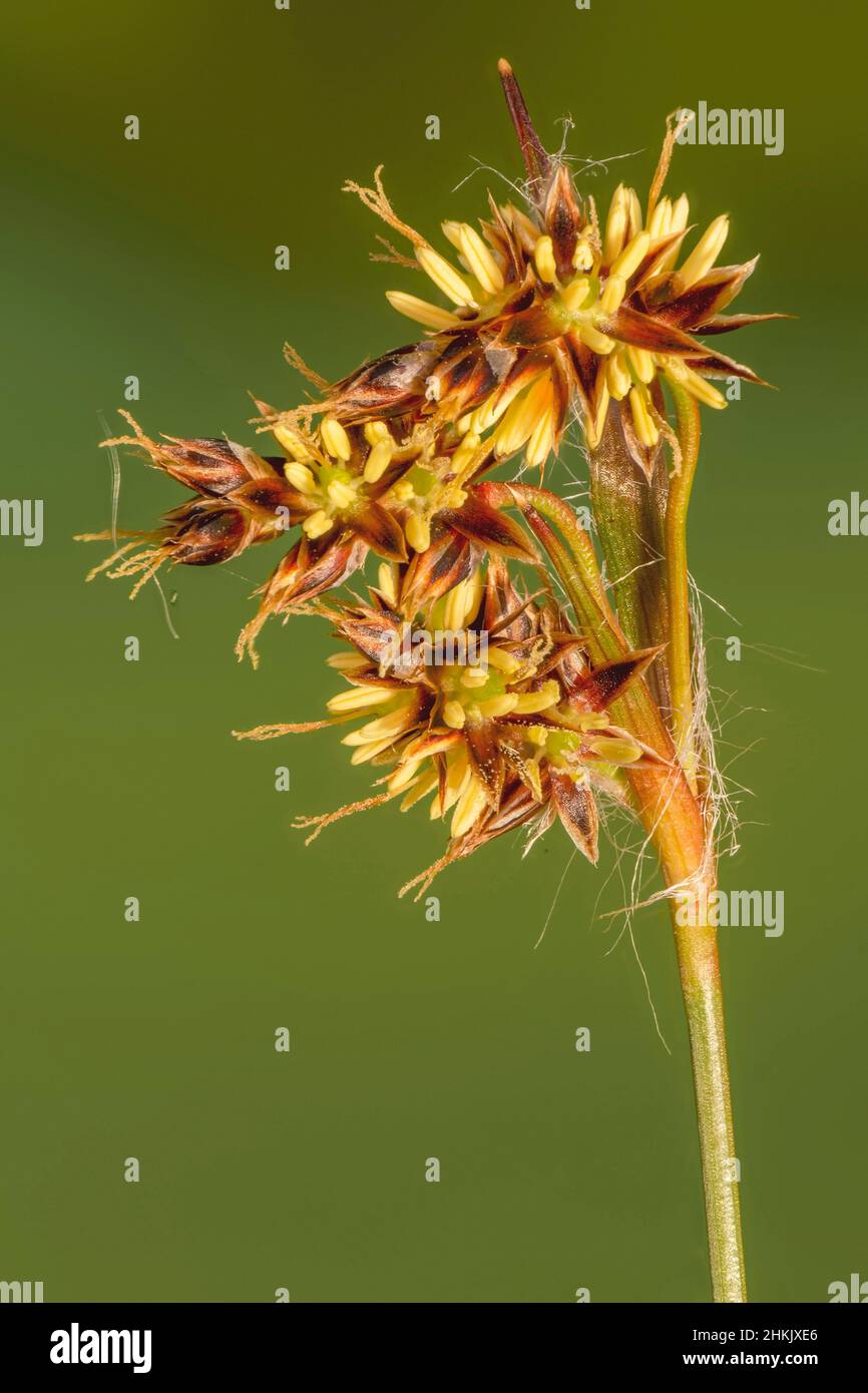 field wood-rush, sweeps brush (Luzula campestris), inflorescence ...