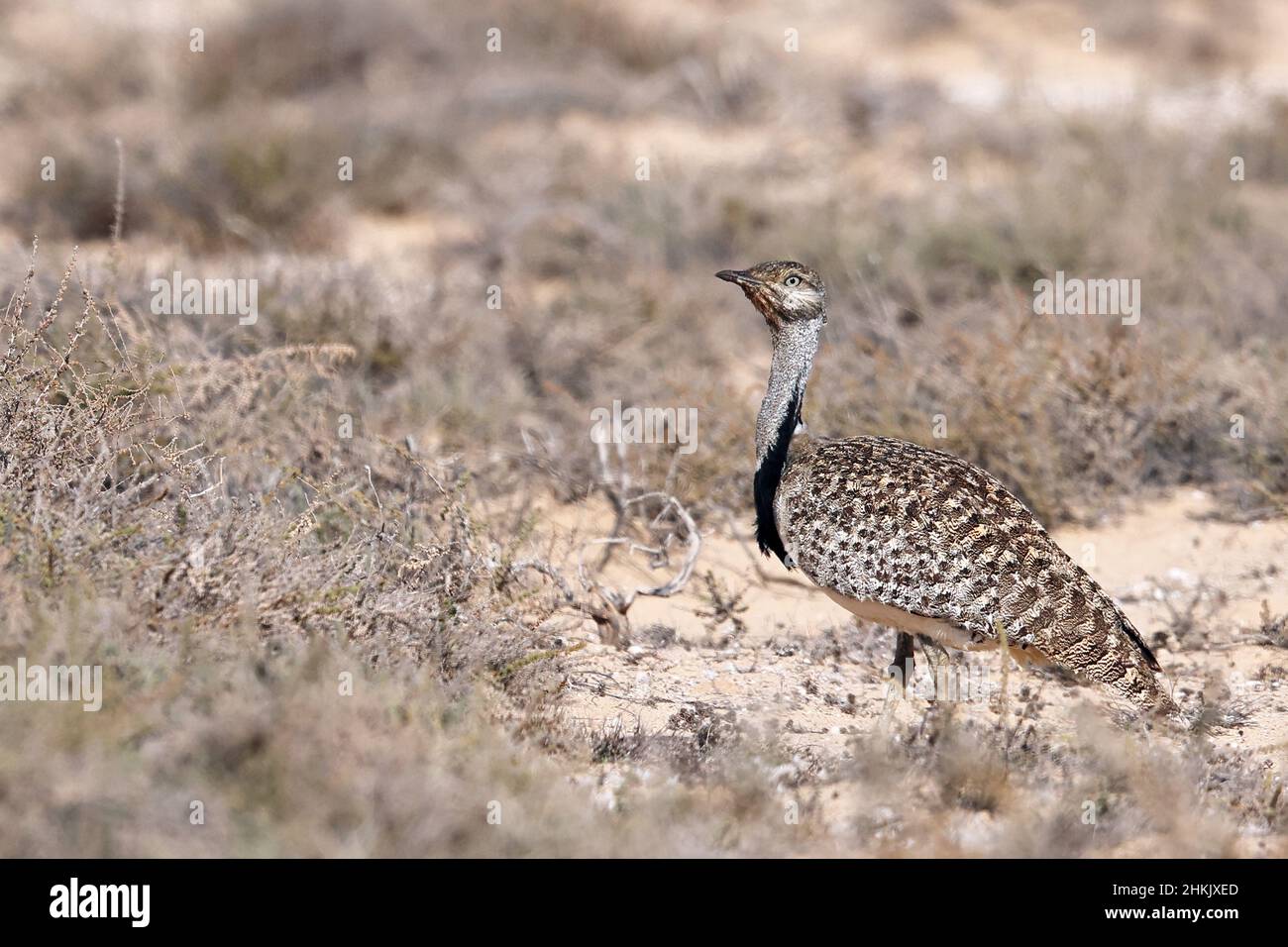 houbara bustard (Chlamydotis undulata), male stands in semi-desert ...