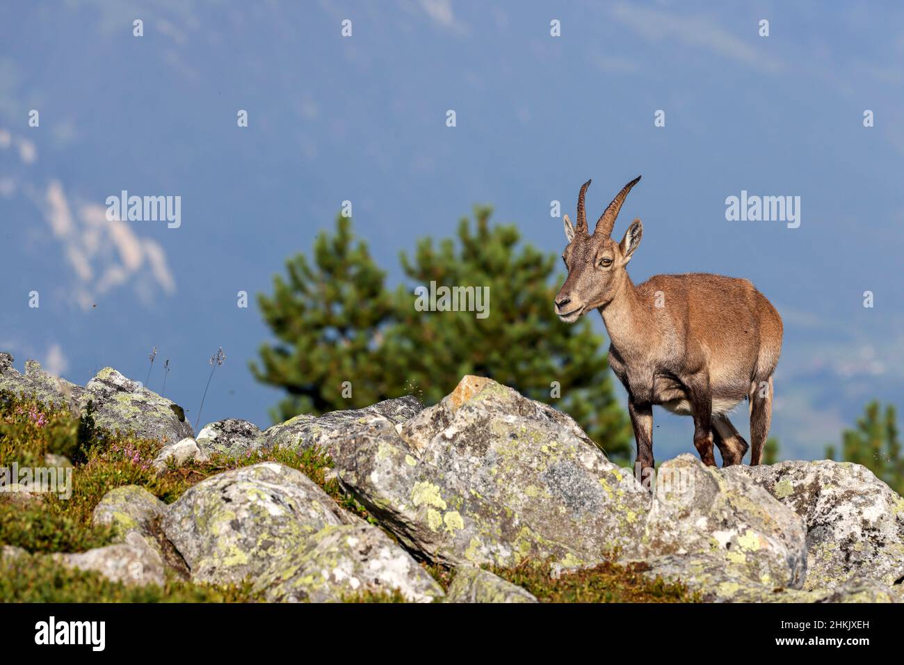 Alpine ibex (Capra ibex, Capra ibex ibex), doe walking on rocks at a ...