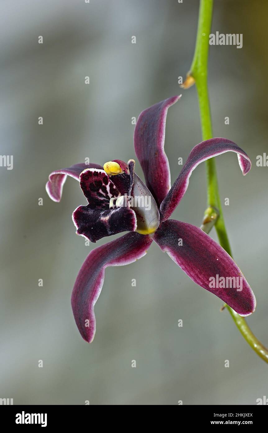 Purple cymbidium hi-res stock photography and images - Alamy