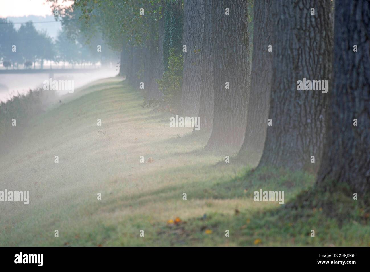 Canadian Poplar (Populus x canadensis, Populus canadensis), Row of ...