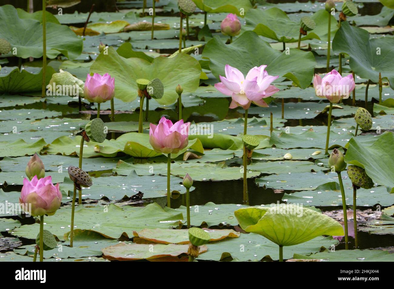 East indian lotuses hi-res stock photography and images - Alamy