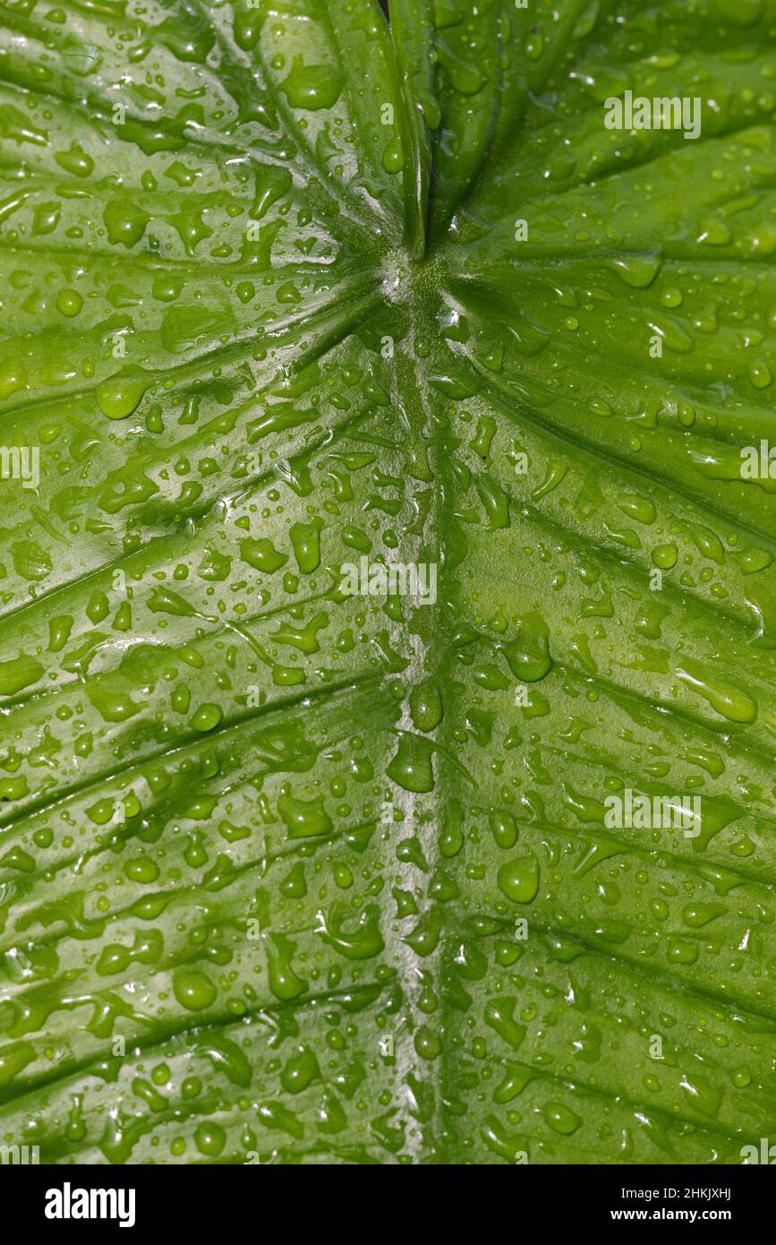 leaf with water drops Stock Photo - Alamy