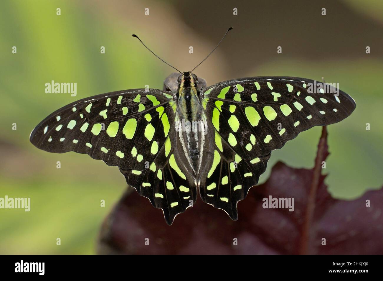 Tailed Jay, Green-spotted triangle, Tailed green jay, Green triangle ...