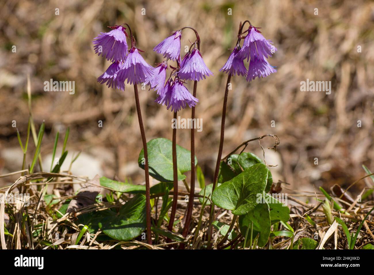 Alpine snowbell, Moonwort (Soldanella alpina), blooming, Austria, Tyrol ...