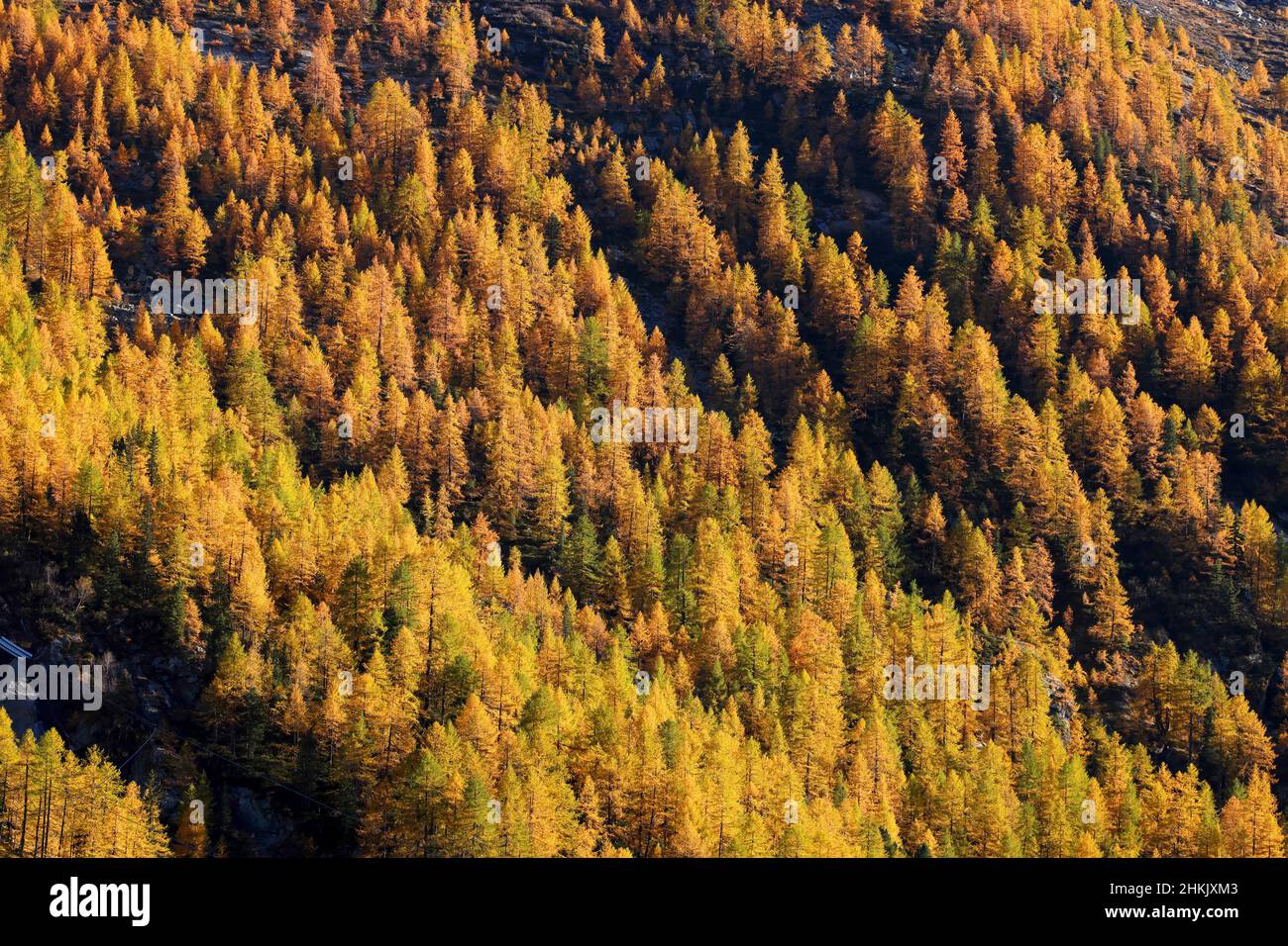 common larch, European larch (Larix decidua, Larix europaea), larch ...