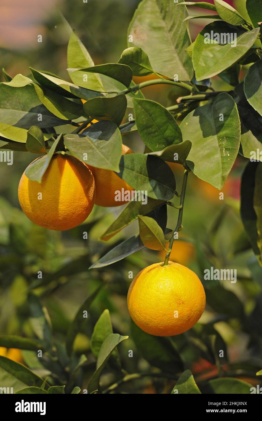 Orange tree (Citrus sinensis), oranges on a tree Stock Photo - Alamy