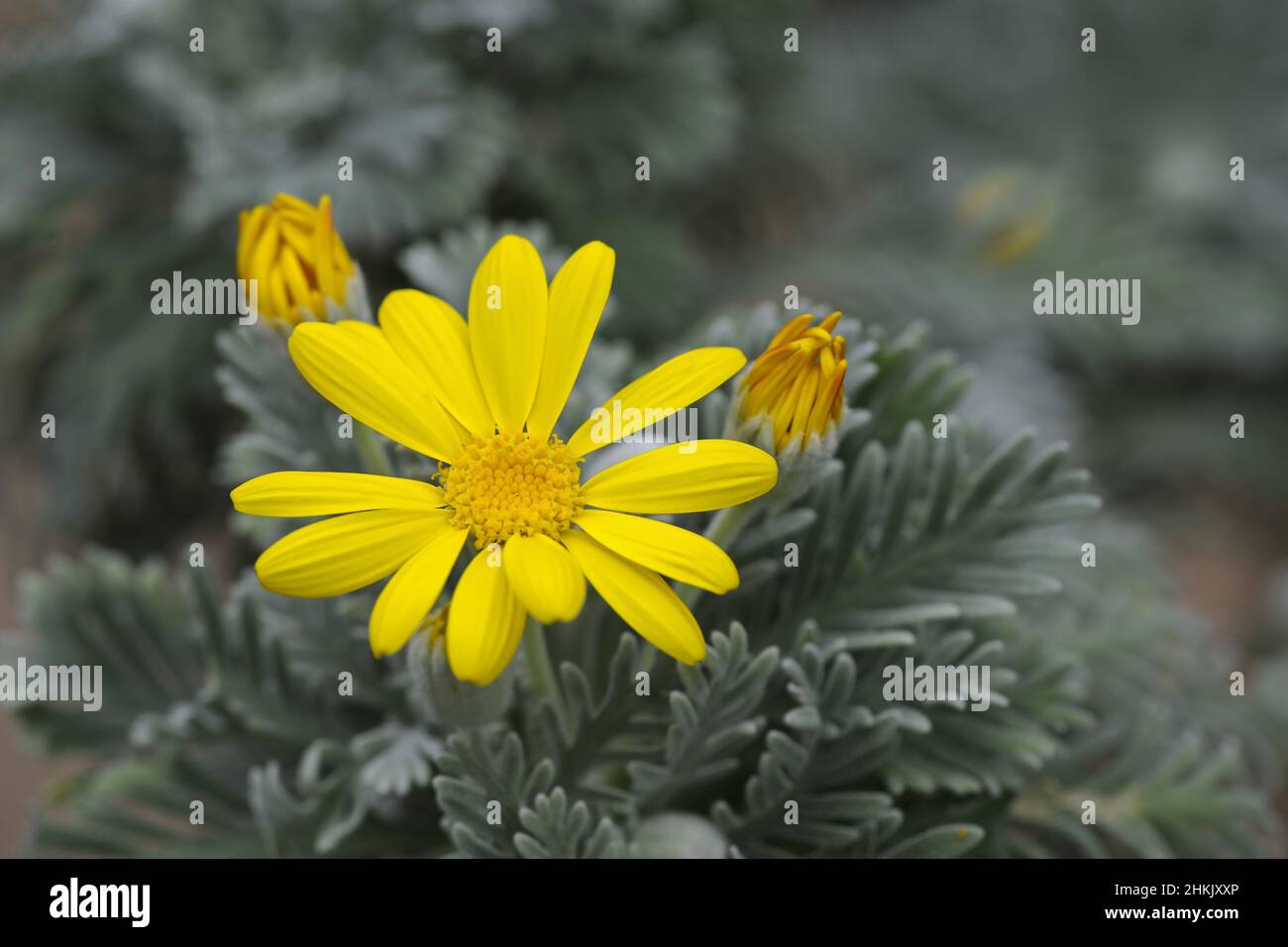 Yellow Bush Daisy (Euryops pectinatus), blooming Stock Photo - Alamy