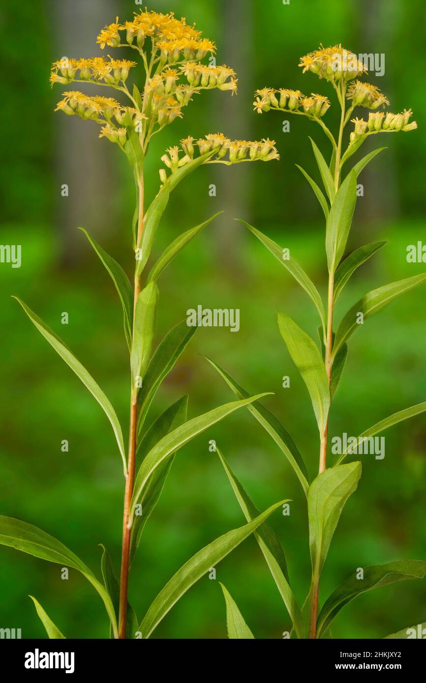 Smooth goldenrods hi-res stock photography and images - Alamy