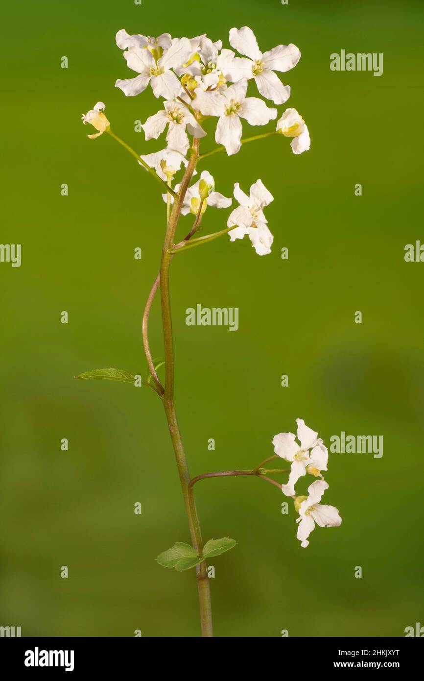 Three leaved bittercress cardamine trifolia hi-res stock photography ...