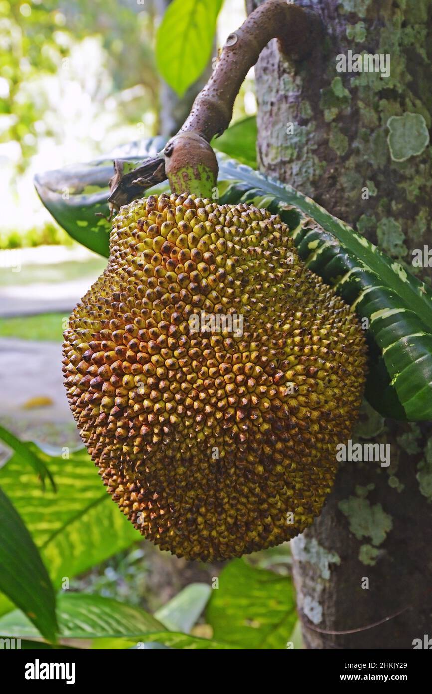 durian (Durio zibethinus), fruit on a tree Stock Photo - Alamy