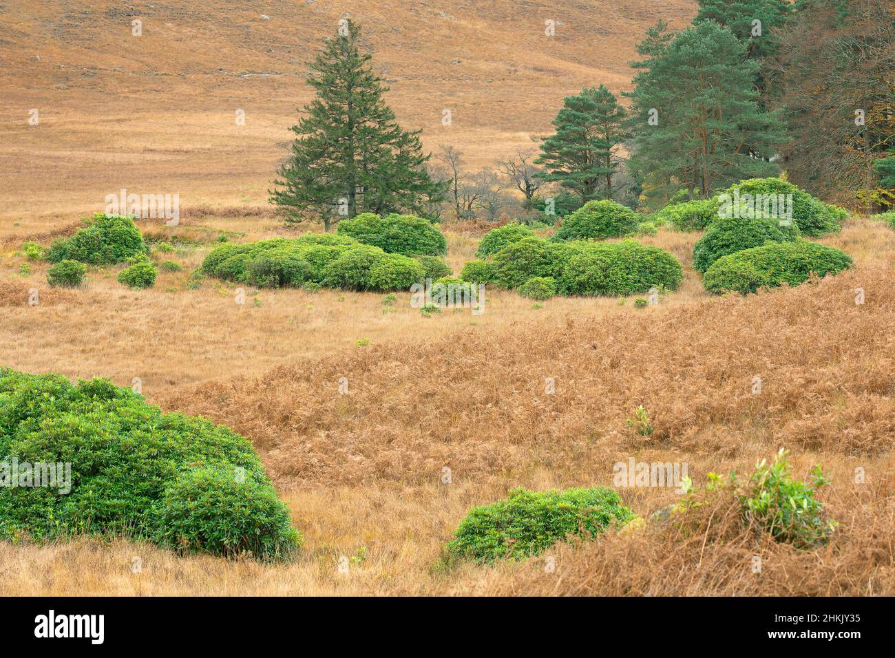British shrubs hi-res stock photography and images - Alamy