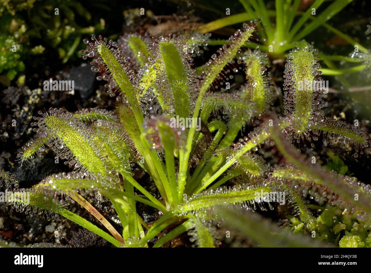 Cape sundew (Drosera capensis), leaves with sticky drops Stock Photo ...