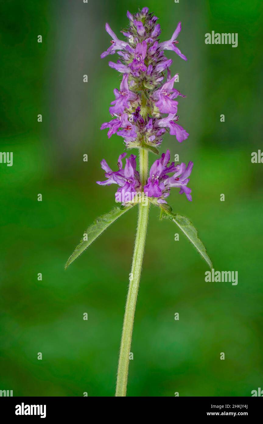 Betony, Wood betony, Purple betony, Bishopwort (Betonica officinalis ...