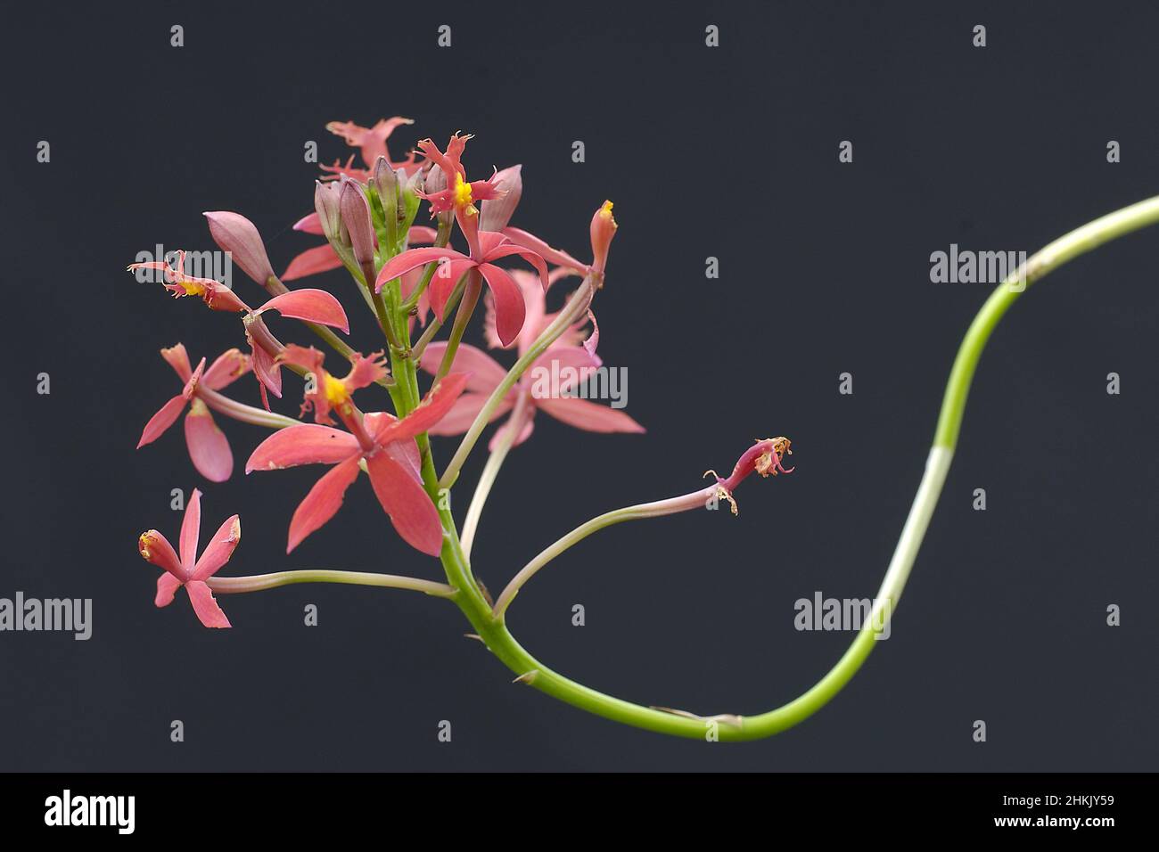 Epidendrum ibaguense (Epidendrum ibaguense, Epidendrum radicans ...